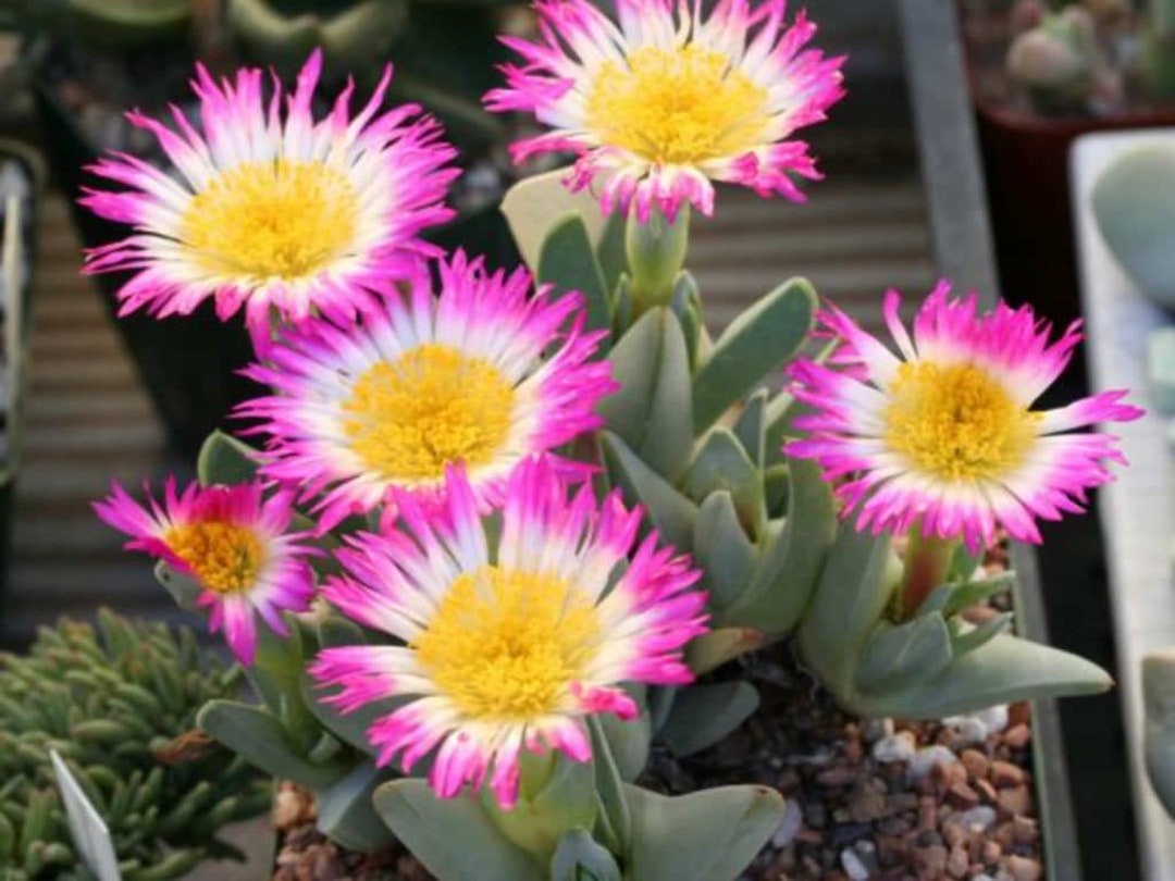 Succulent africain Antimima Ventricosa 15 Graines - Etsy Canada