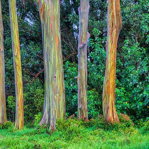 50 Rainbow Eucalyptus Tree Seeds Eucalyptus Deglupta - Etsy