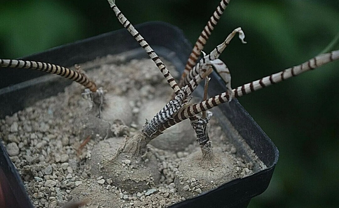 Rare South African Snake Skin Ornithogalum Anguinum Live 1-2 CM Plant ...