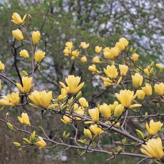 Yellow Magnolia 15 Tree Seeds - Etsy