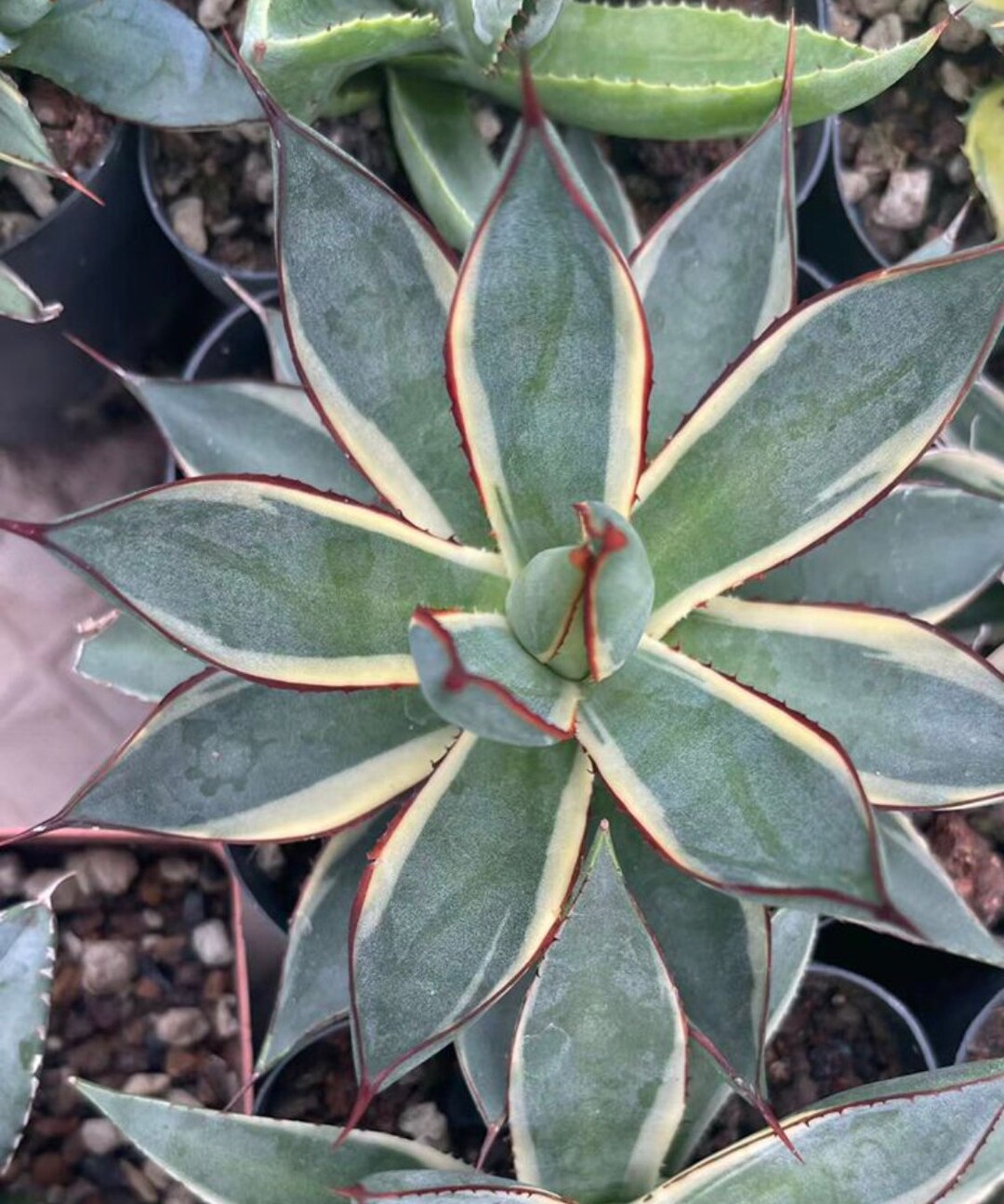 Rare Tricolor Variegated Agave 6 CM Live Plant - Etsy Canada