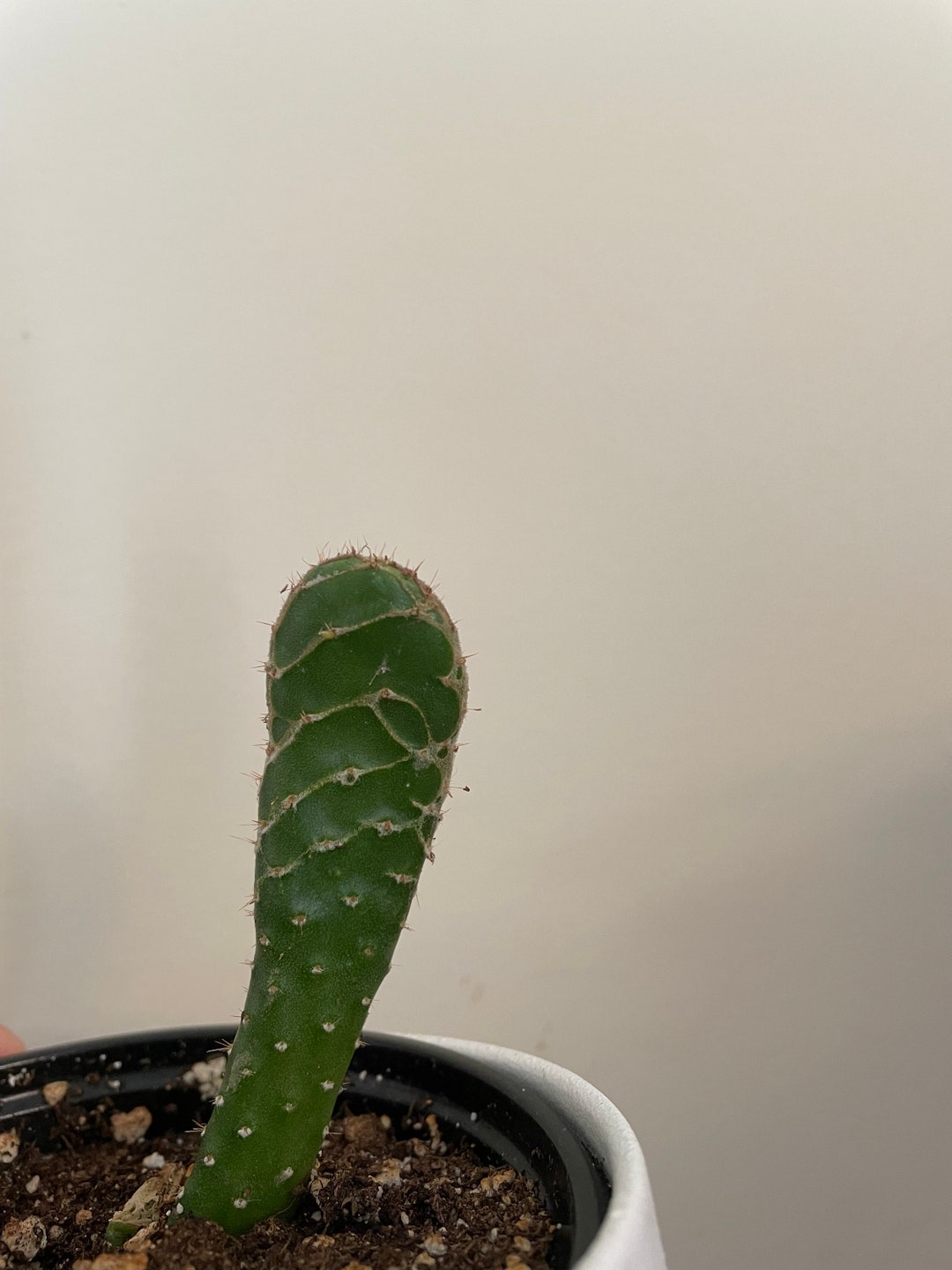 Cobra Skin Opuntia Cactus Live Plant 2 Inches Tall - Etsy Canada