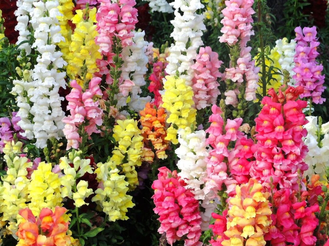 Beautiful Flowering Snapdragons Rainbow Mix 35 Seeds - Etsy Canada