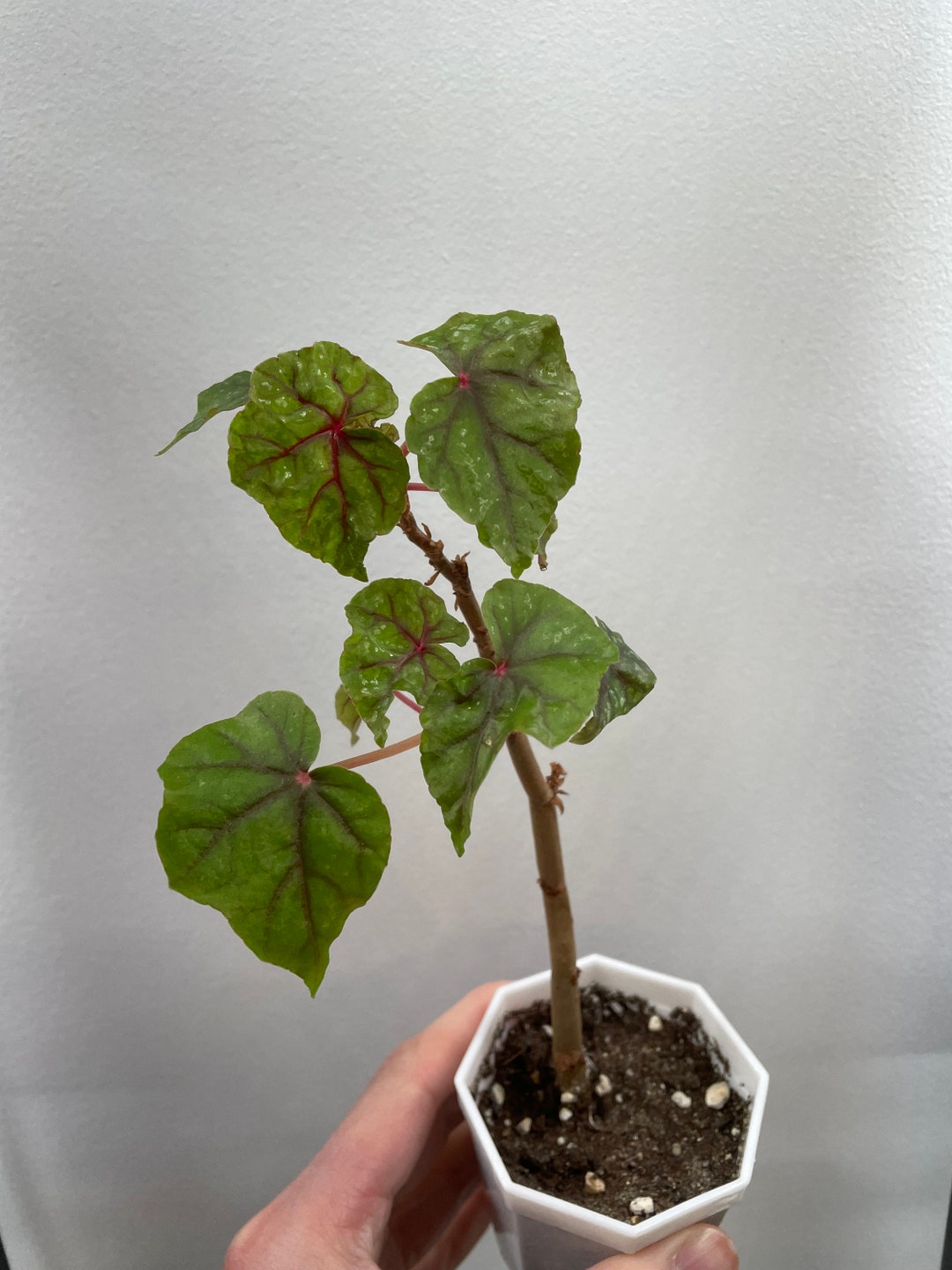Caudex Begonia Dregei Live Plant Shipped With Heat Pack - Etsy Canada