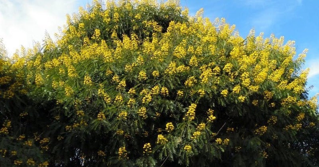 Golden Cassia Spectabilis Flowerign Tree 10 Seeds - Etsy Canada