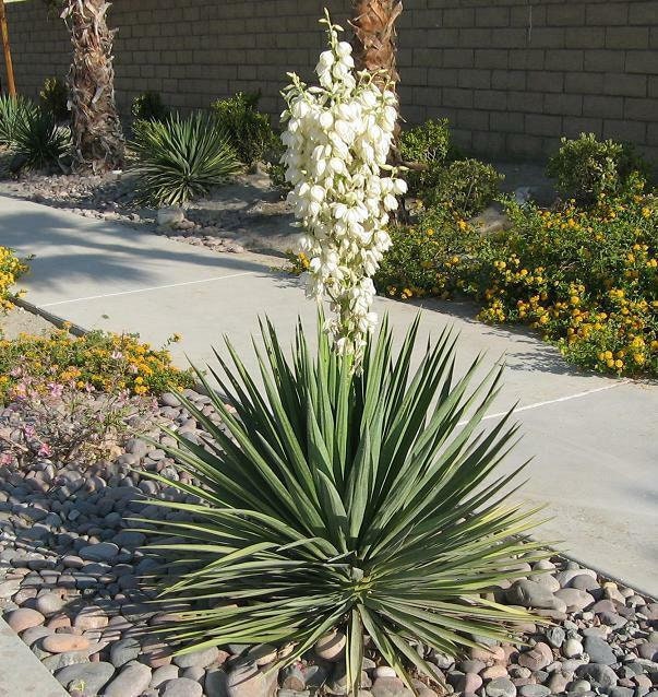 Adam's Needle Yucca Plant 20 Seeds | Etsy