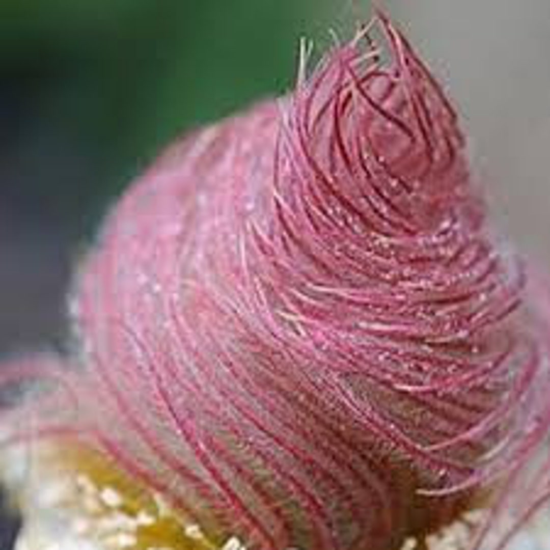 Ornamental Prairie Smoke 10 Seeds - Etsy Canada