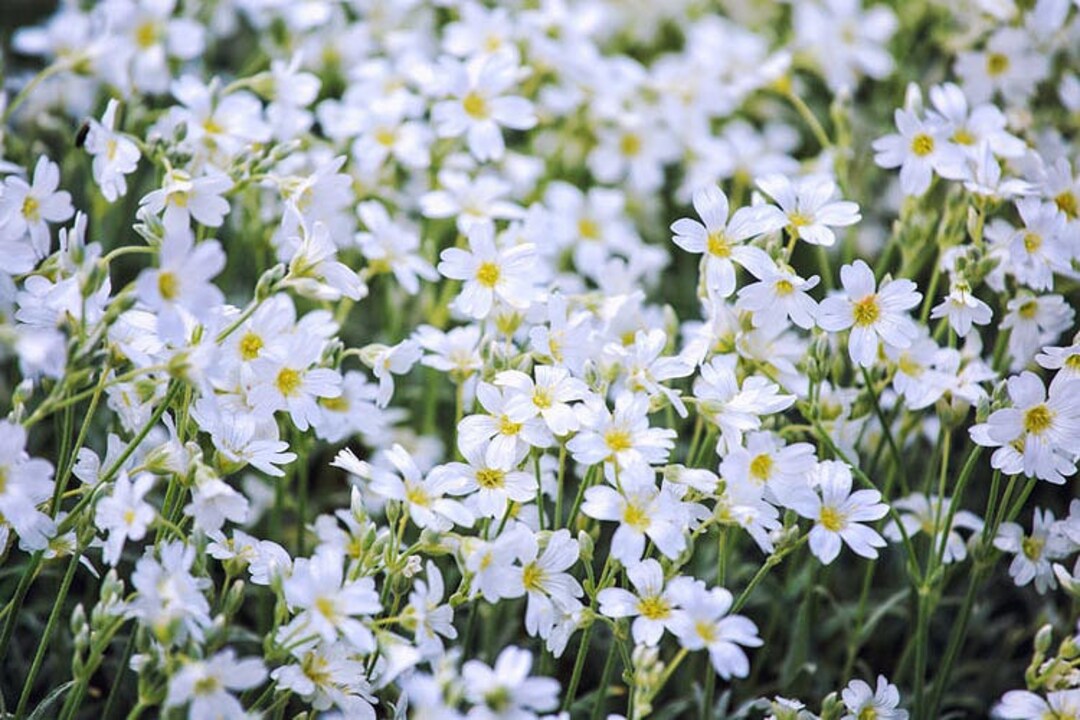 Beautiful Snow in Summer White Ground Cover Flowering Seeds 0.2g - Etsy ...