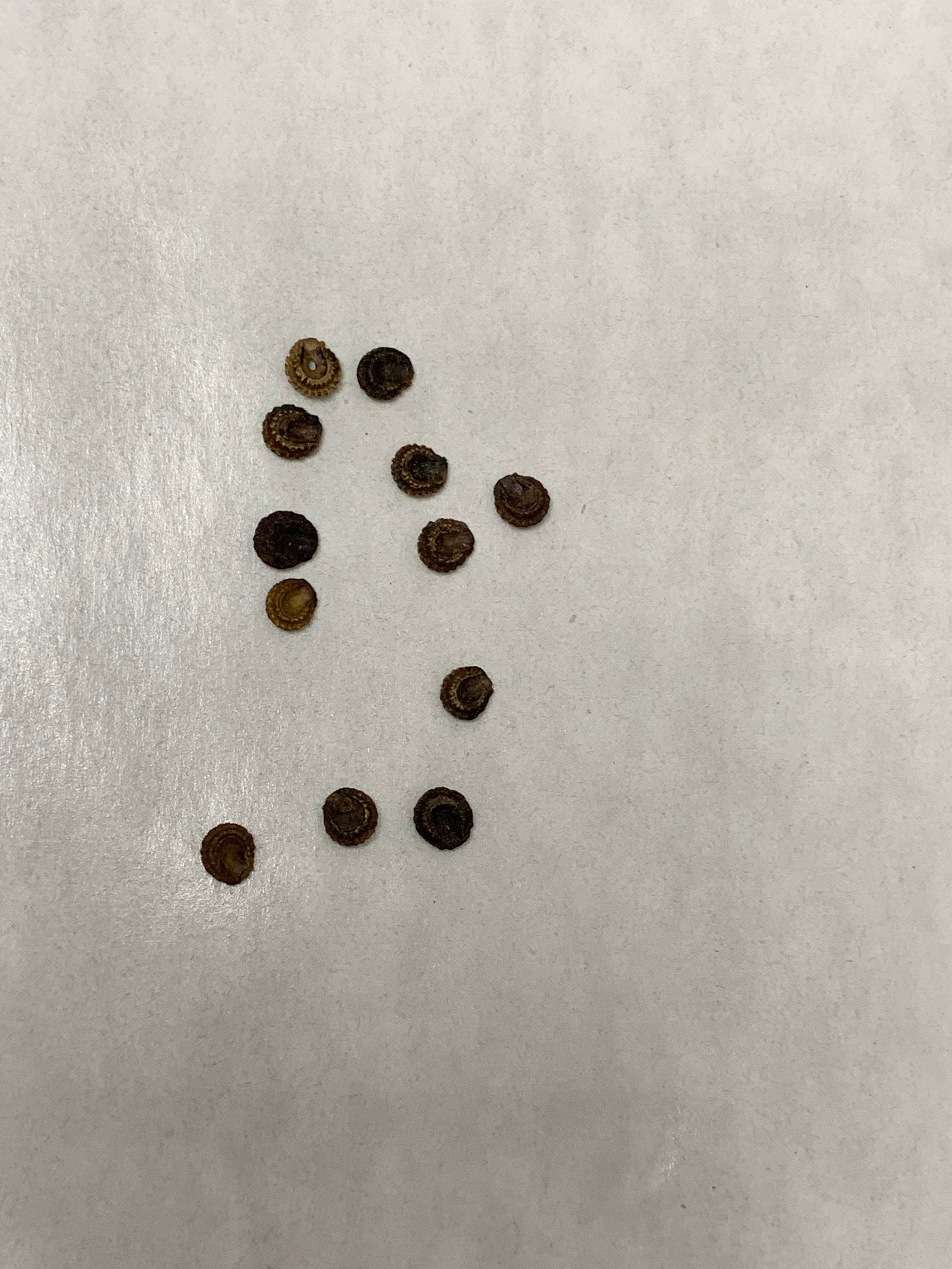 Rare Stephania Rotunda 4 Graines - Etsy Canada