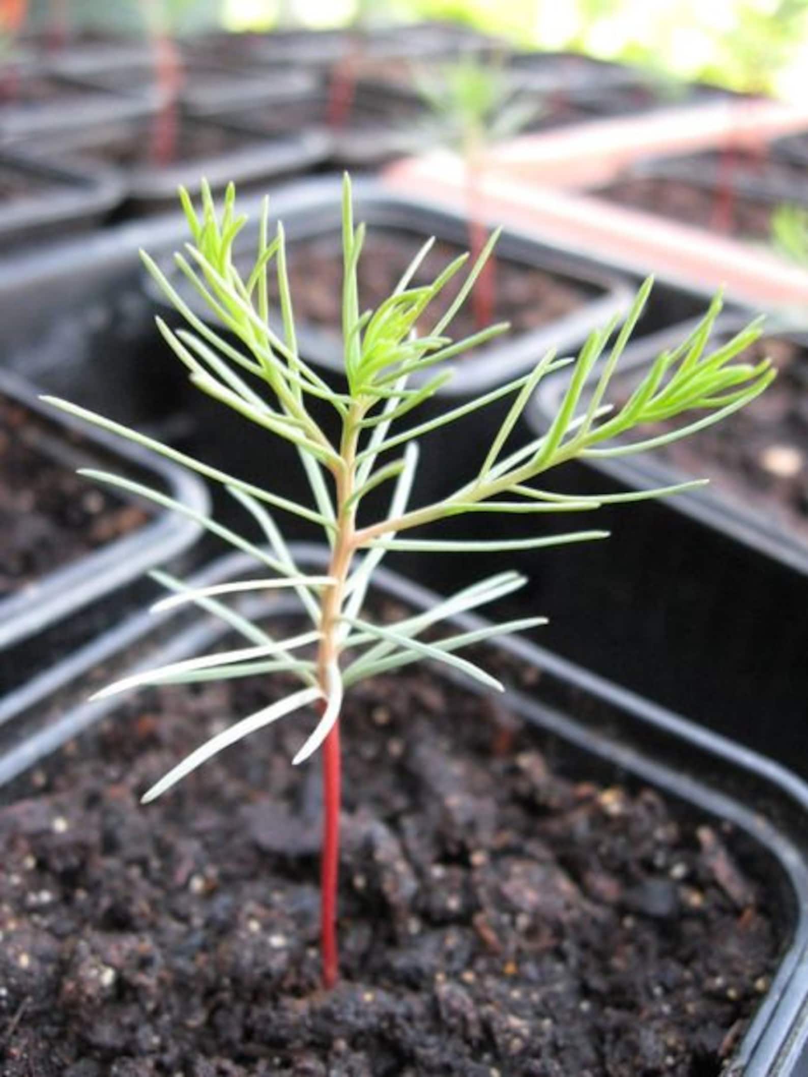 Giant Sequoia World's Largest Trees 25 Seeds - Etsy Canada