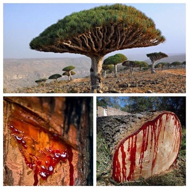 Rare Exotic Dragon Blood 5 Tree Seeds - Etsy Canada