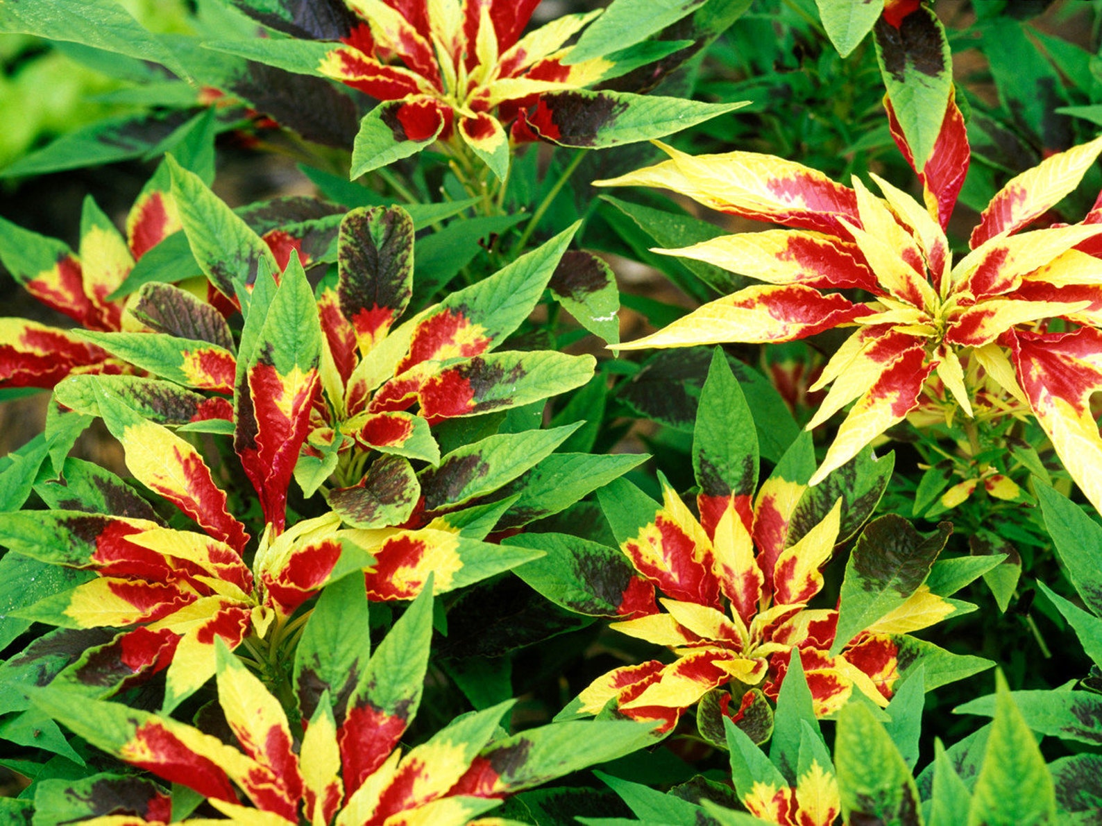 Vibrant Ornamental Joseph's Coat Plant 20 Seeds. - Etsy