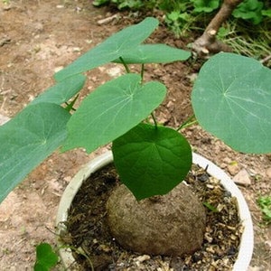 Rare Stephania Rotunda 4 Seeds - Etsy Australia