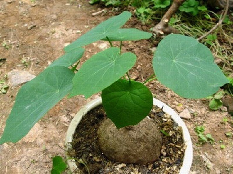 Rare Stephania Rotunda 4 Graines - Etsy Canada