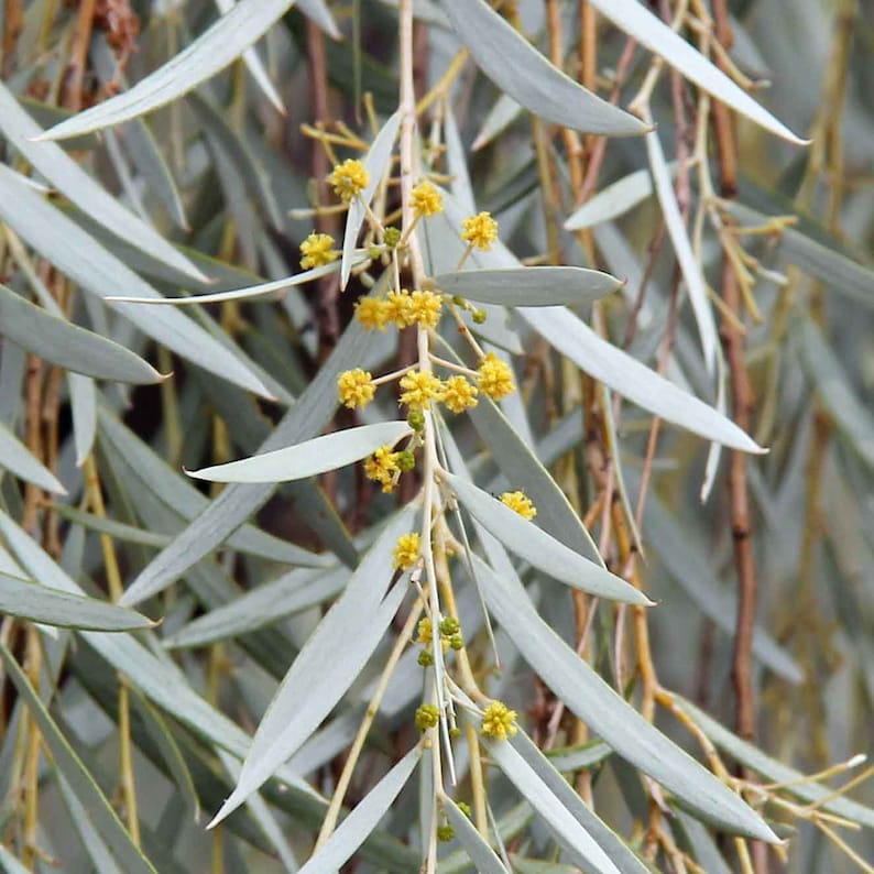 Australian Weeping Myall acaia Pendula 5 Tree Seeds - Etsy Australia