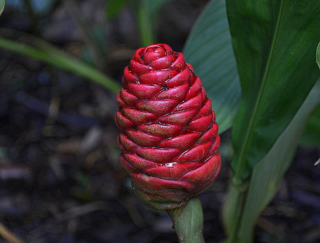Red Pinecone Ginger (zingiber Zerumbet) 6 Seeds - Etsy Canada