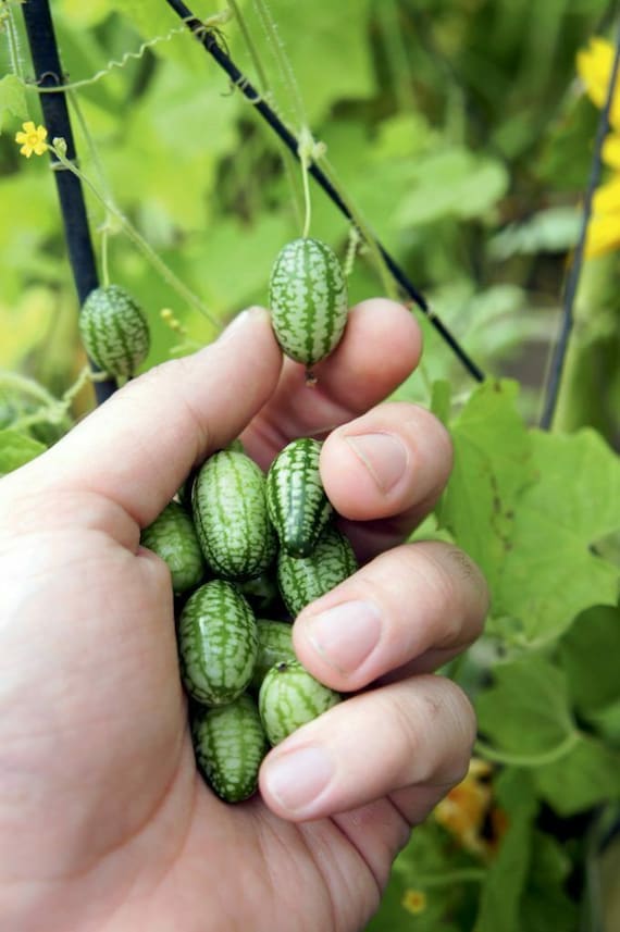 Mini Watermelon Plants