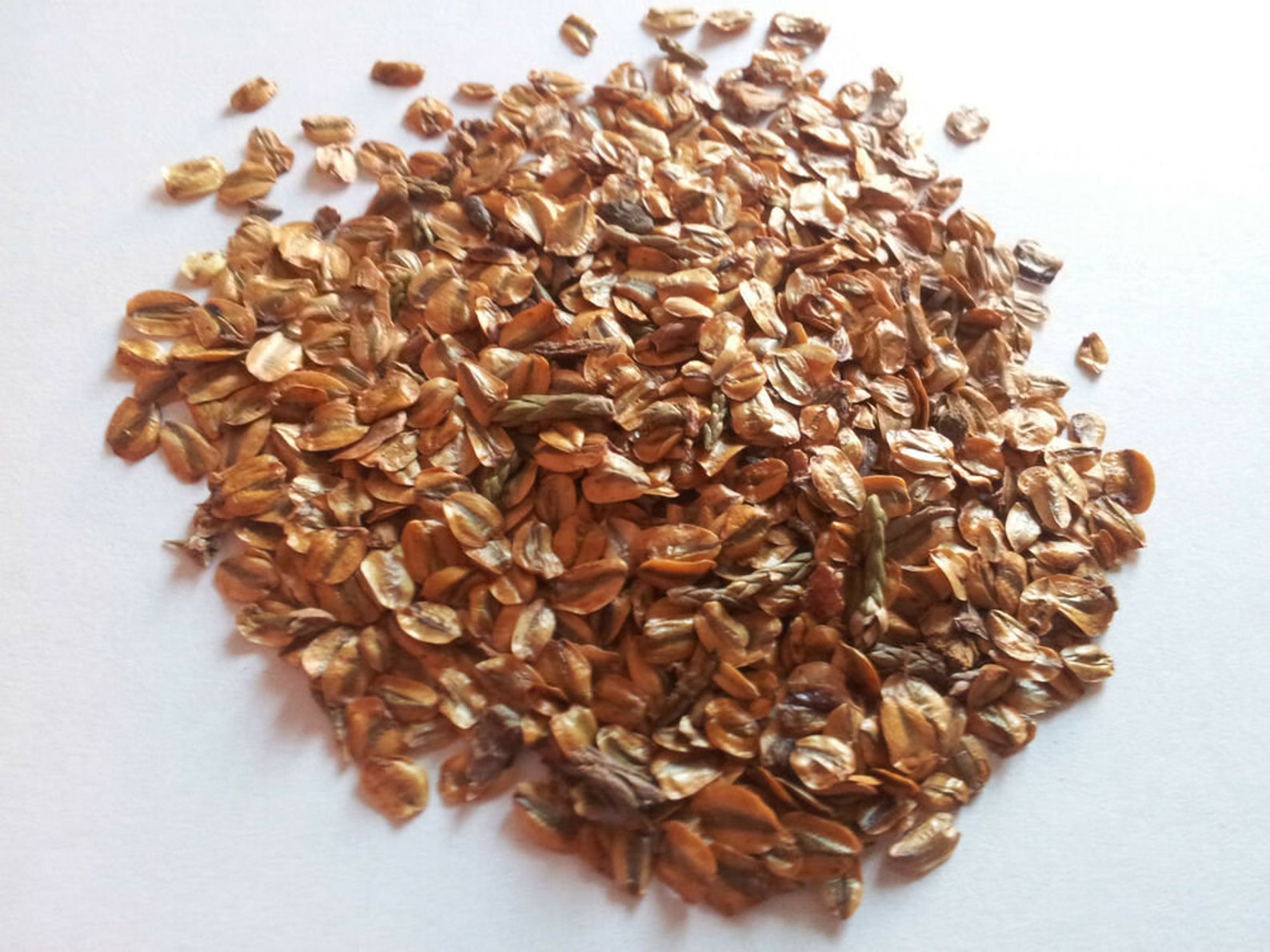 Giant Sequoia World's Largest Trees 25 Seeds - Etsy Canada