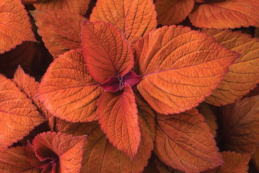 Ornamental Bold Red Coleus 15 Semillas - Etsy España