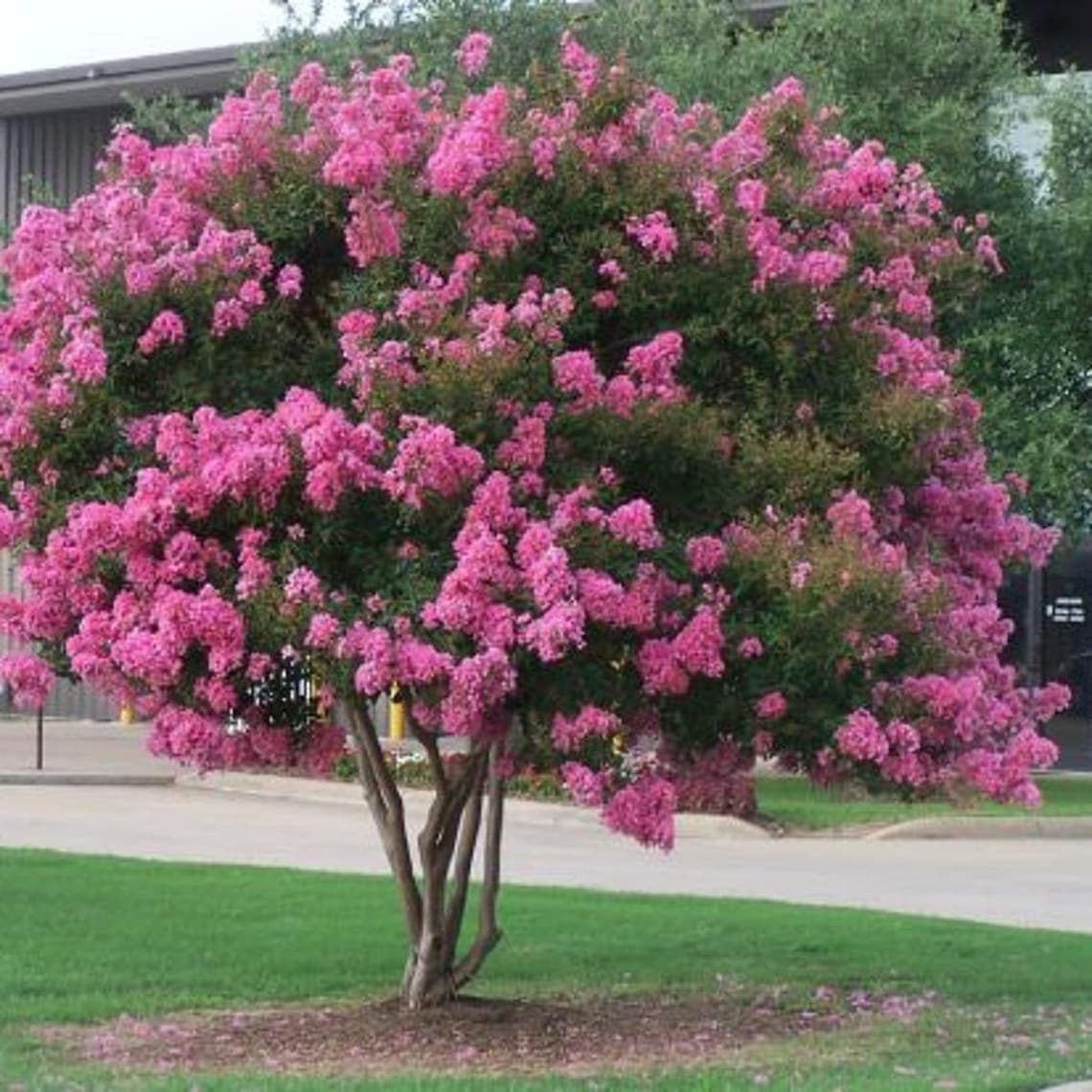 Beautiful Queen Crape Myrtle 30 seeds | Etsy