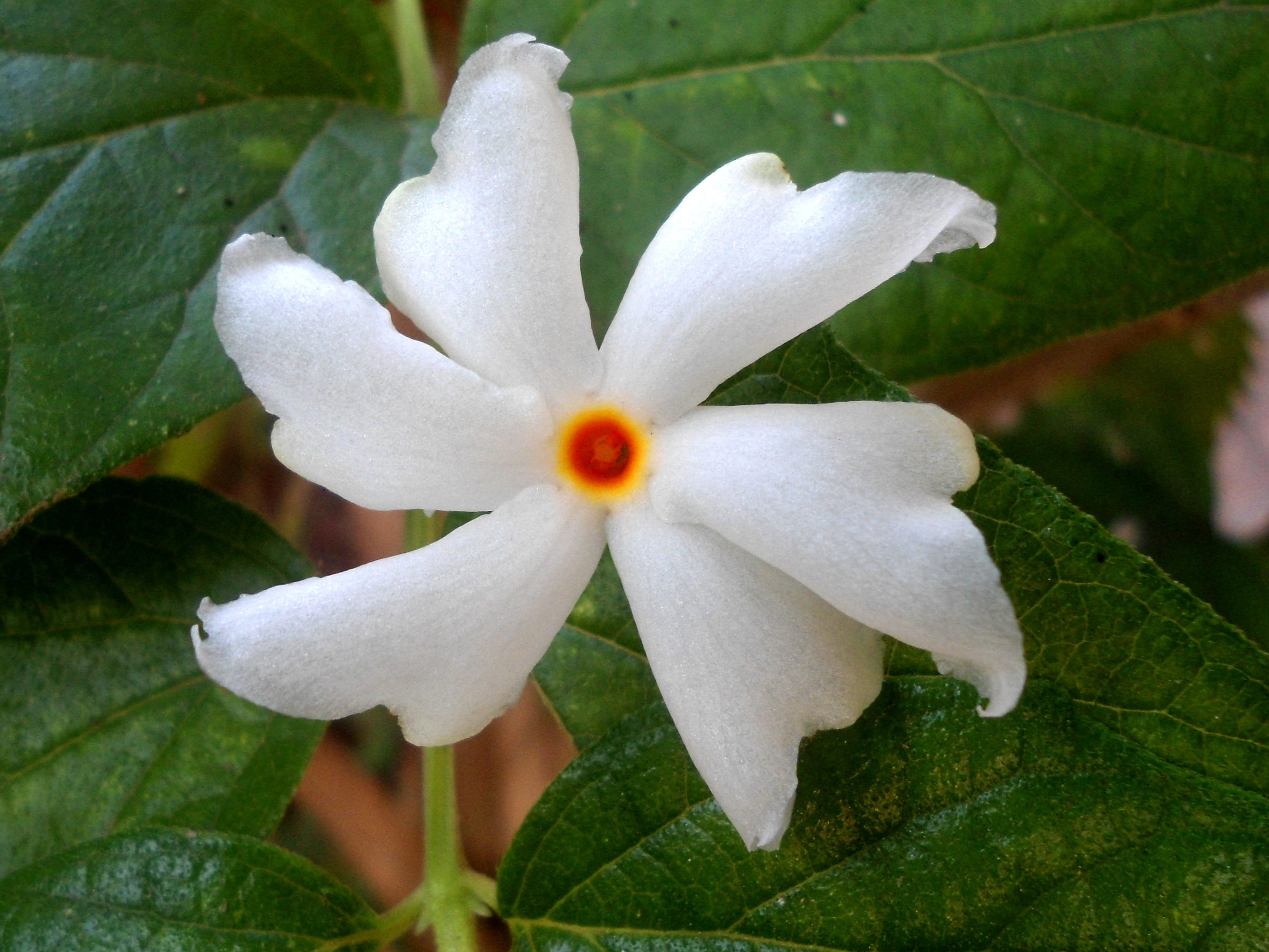 Fragrant Night-flowering Jasmine 10 Seeds - Etsy Canada