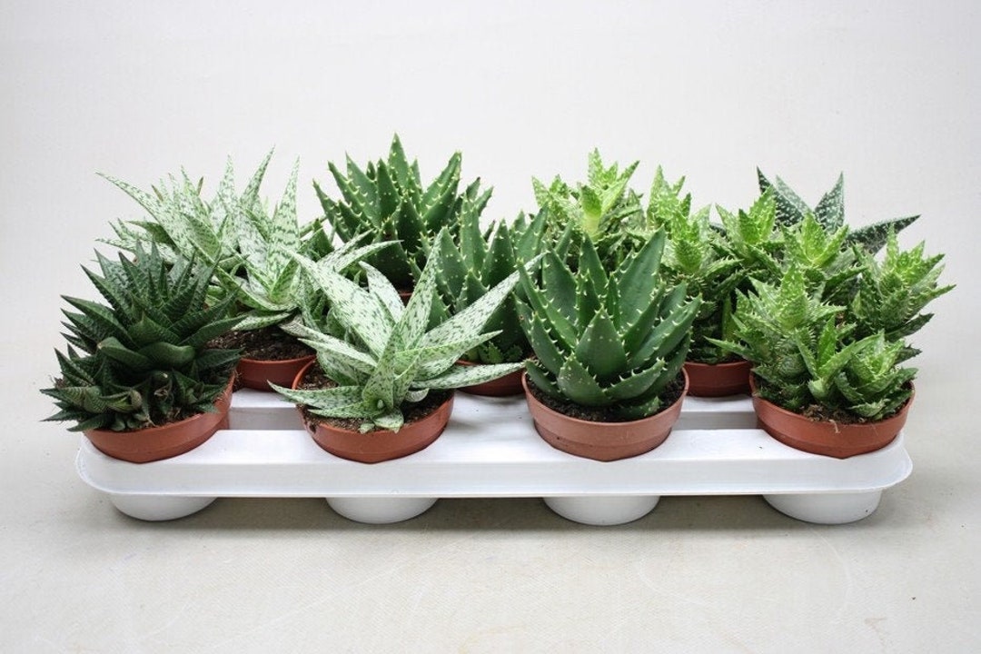 Aloe Mix 25 Seeds - Etsy Canada