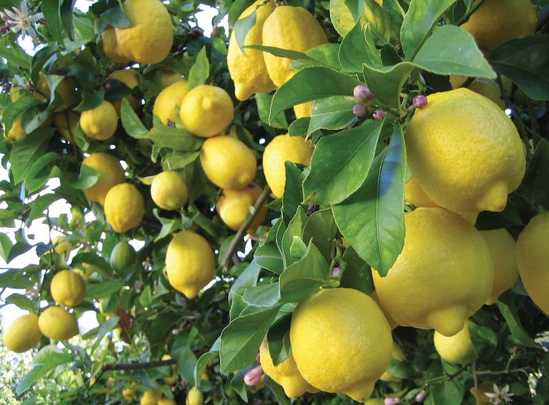 Citrus Limon Tree 15 Seeds | Etsy