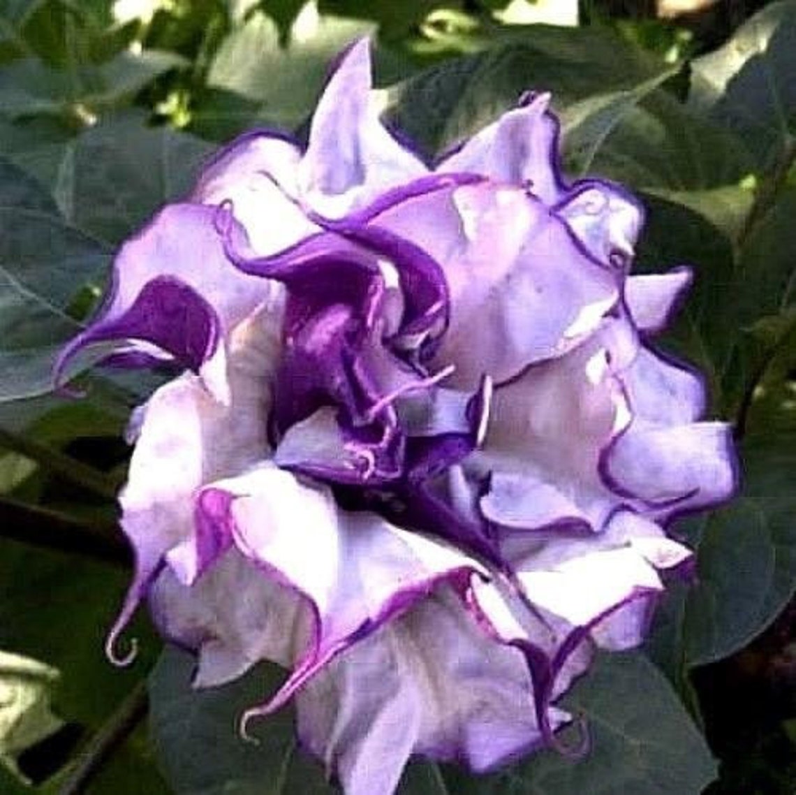 Rare Exotic Purple Angel Trumpet 15 Seeds - Etsy
