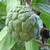 Japanese Fuji Apple Fruit 15 Seeds - Etsy Canada