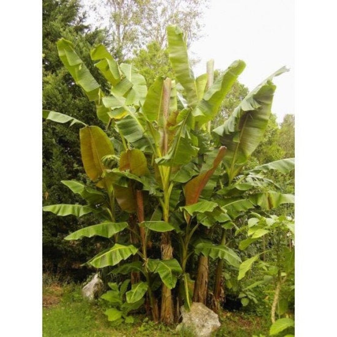 Exotic Indian Banana Fruit Tree 15 Plant Seeds - Etsy Canada