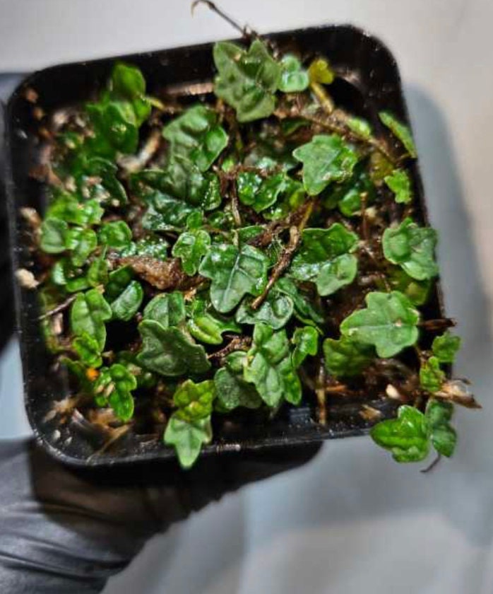 Ficus Pumila 'quercifolia' Miniature Oakleaf Fig 2" Pot, Great for ...