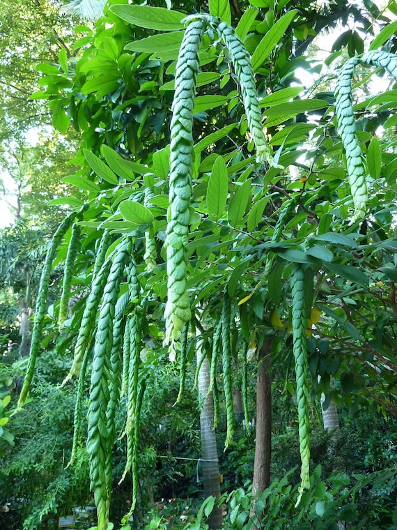 Exotic Phyllodium Pulchellum 15 Seeds - Etsy Australia