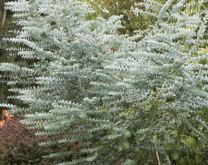 Silver Dollar, Argyle Apple (eucalyptus Cinerea) 25+ Tree Seeds - Etsy ...