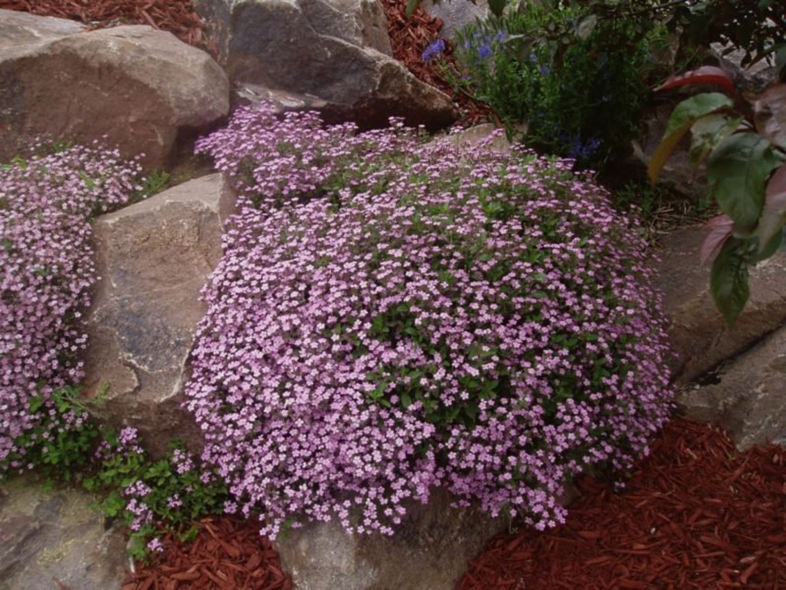 Beautiful Pink Soapwort Ground Cover Flowering 0.5 G | Etsy