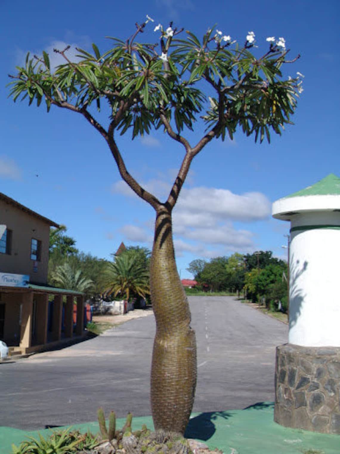 Exotic Madagascar Palm Pachypodium lamerei 5 Seeds | Etsy