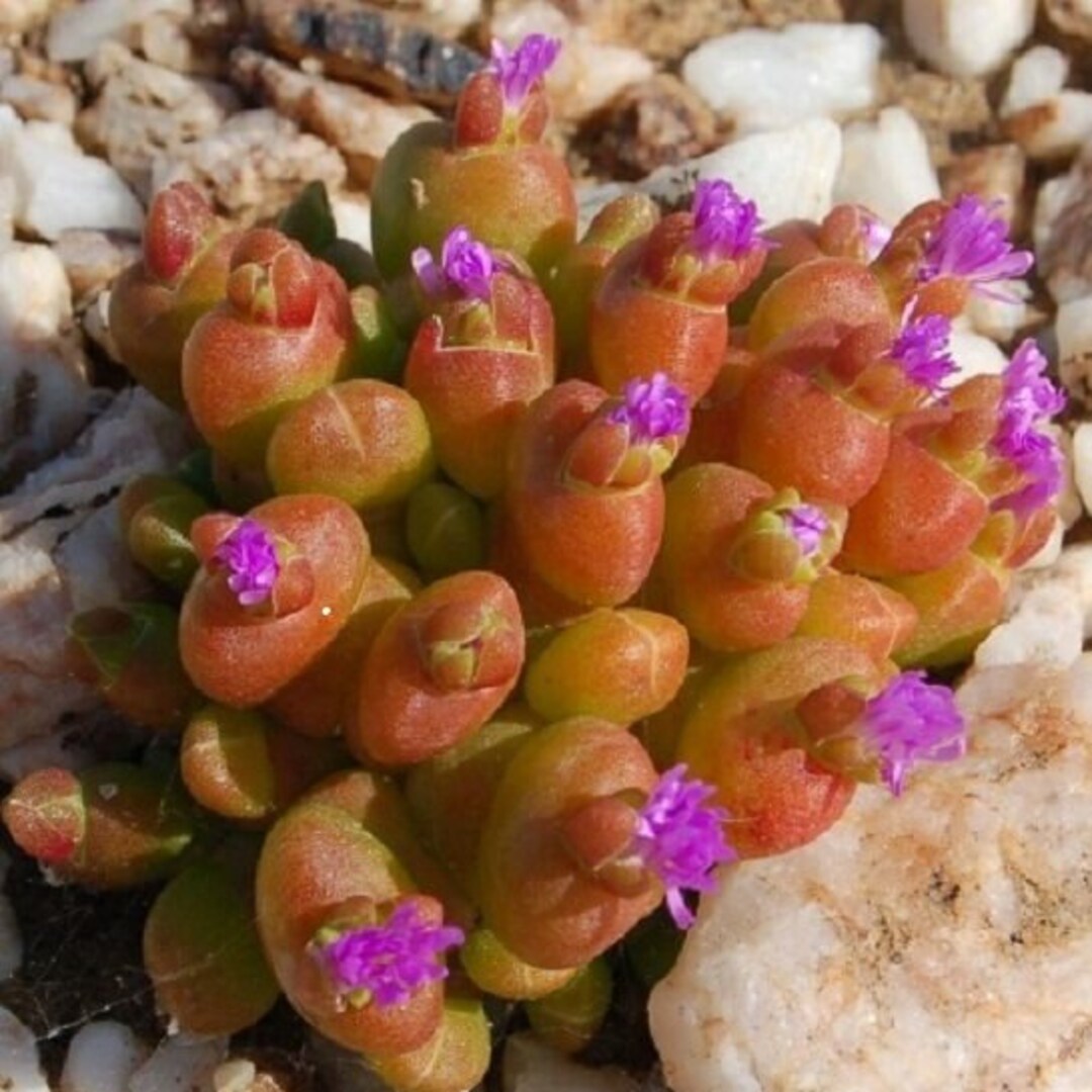 Oophytum Nanum Succulent 15 Seeds - Etsy Canada
