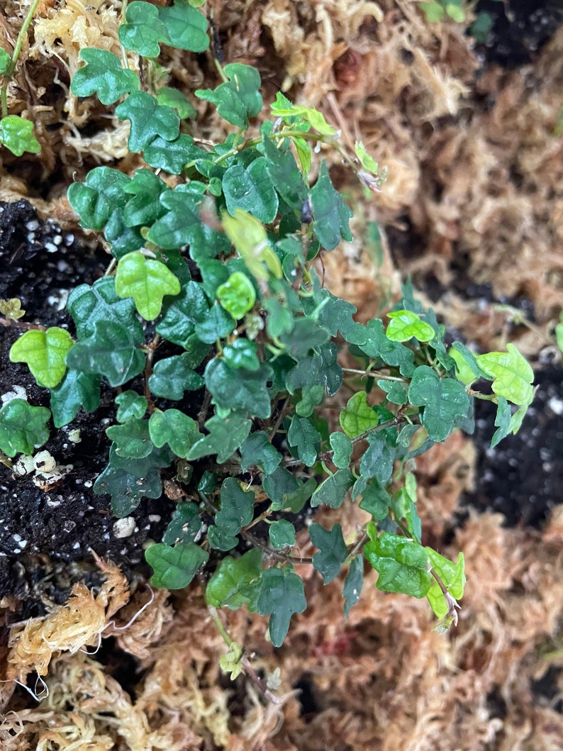 Ficus Pumila 'quercifolia' Miniature Oakleaf Fig 2" Pot, Great for ...