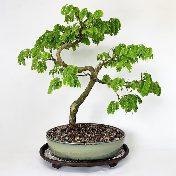 Rare Exotic Tropical Rain Tree Monkey Pod 10 Seeds alibiza | Etsy