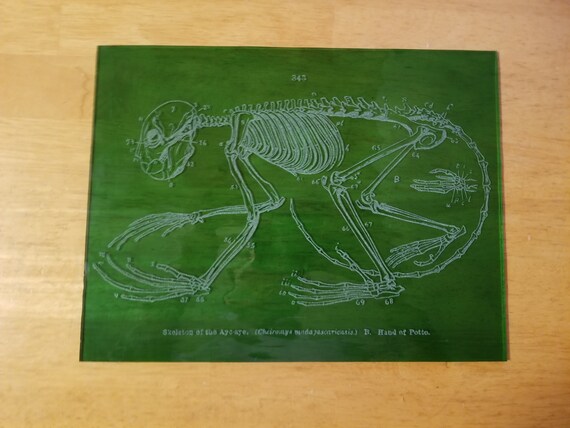 Aye-aye Skeleton Etched on Translucent Green Stained Glass | Etsy