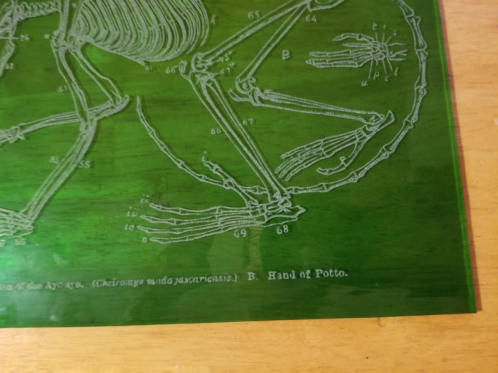 Aye-aye Skeleton Etched on Translucent Green Stained Glass | Etsy