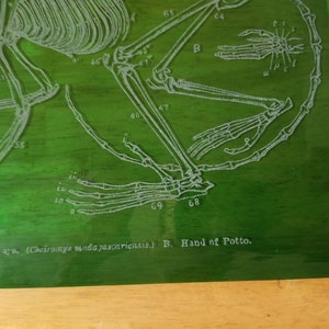 Aye-aye Skeleton Etched on Translucent Green Stained Glass Madagascar ...