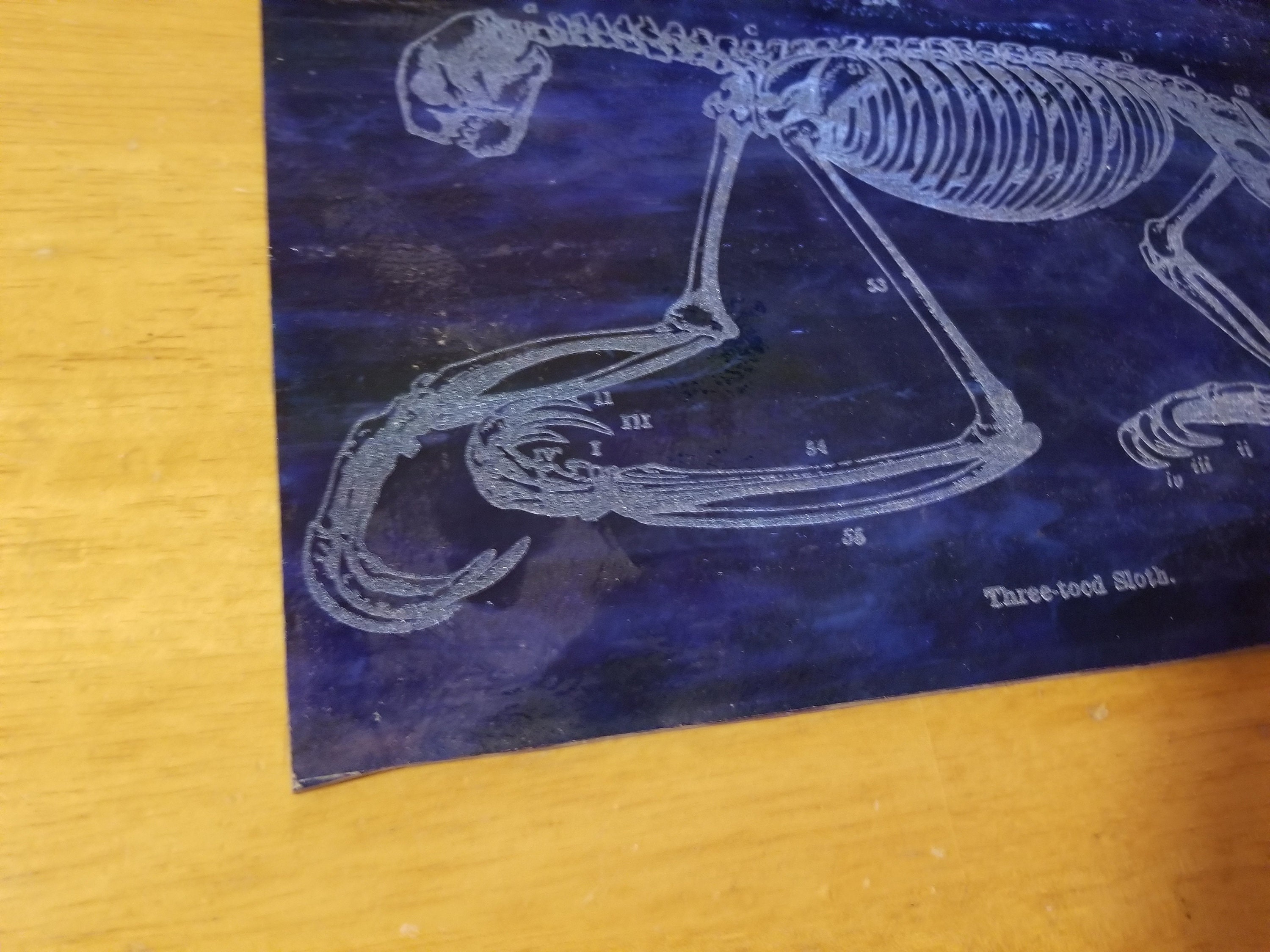 Three Toed Sloth Skeleton