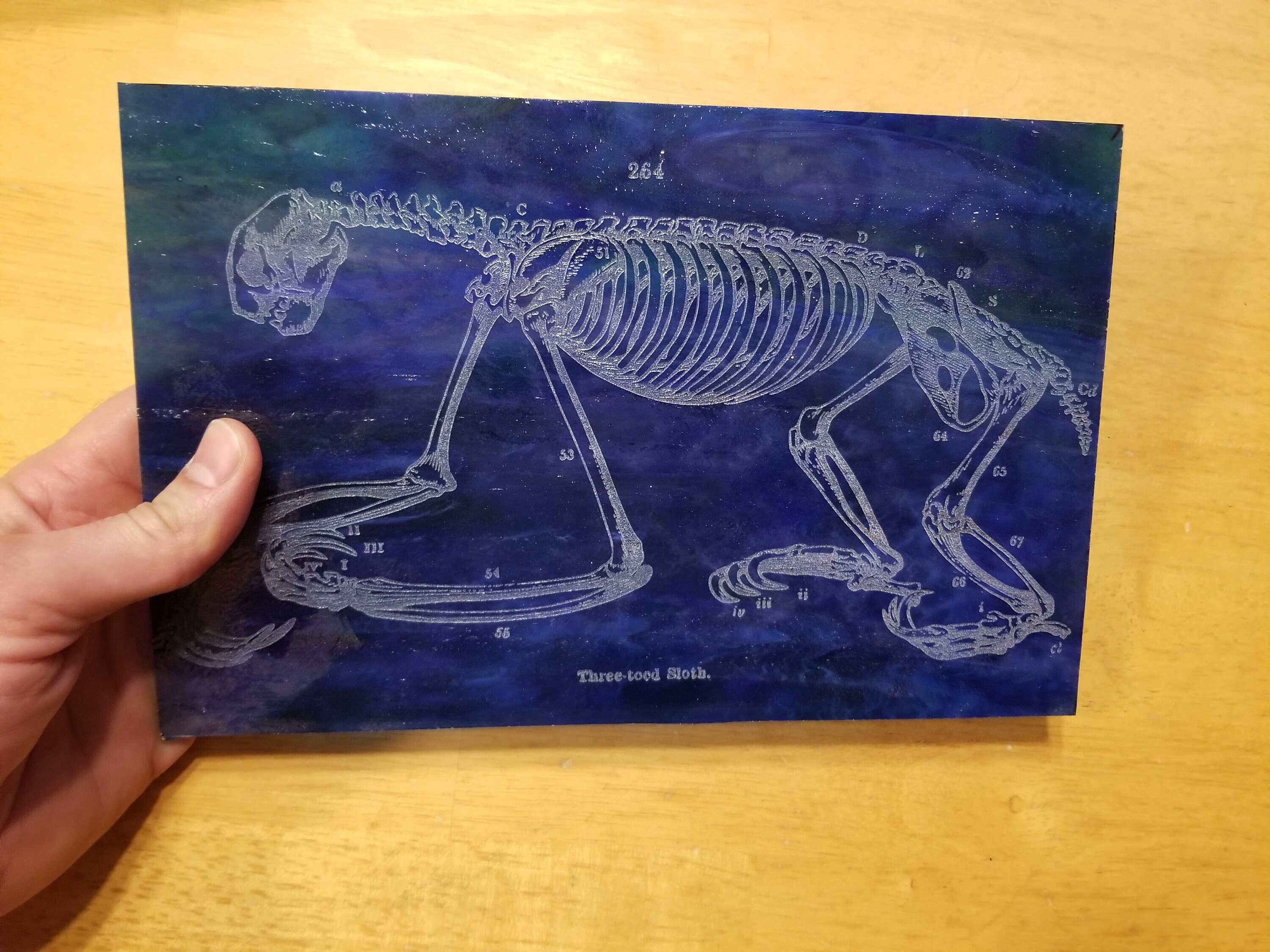 Three Toed Sloth Skeleton