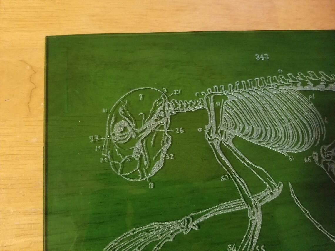 Aye-aye Skeleton Etched on Translucent Green Stained Glass | Etsy