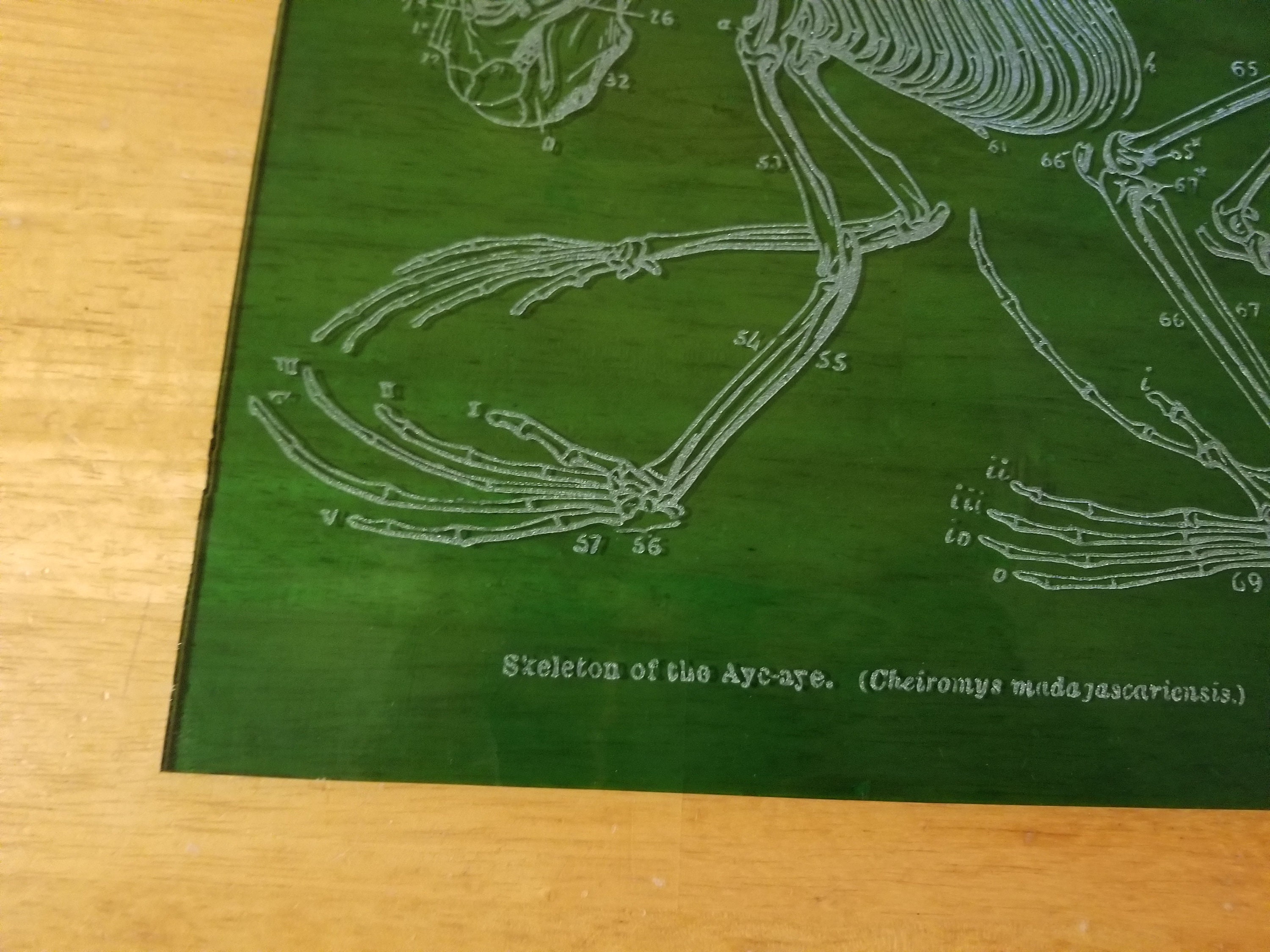 Aye-Aye Skeleton Etched on Translucent Green Stained Glass | Etsy