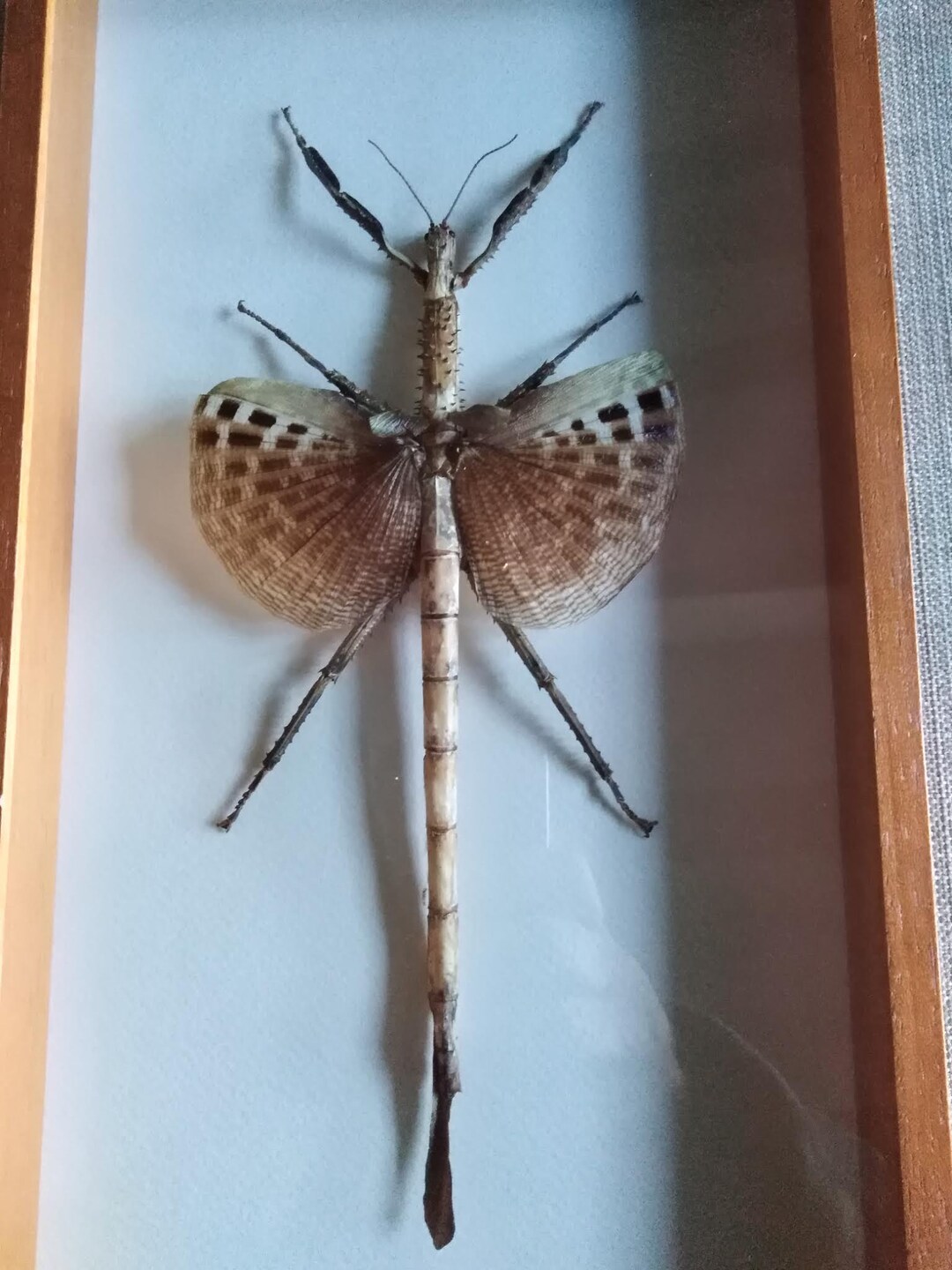 Achrioptera Madagascar Mounted Stick Insect in Shadow Box - Etsy