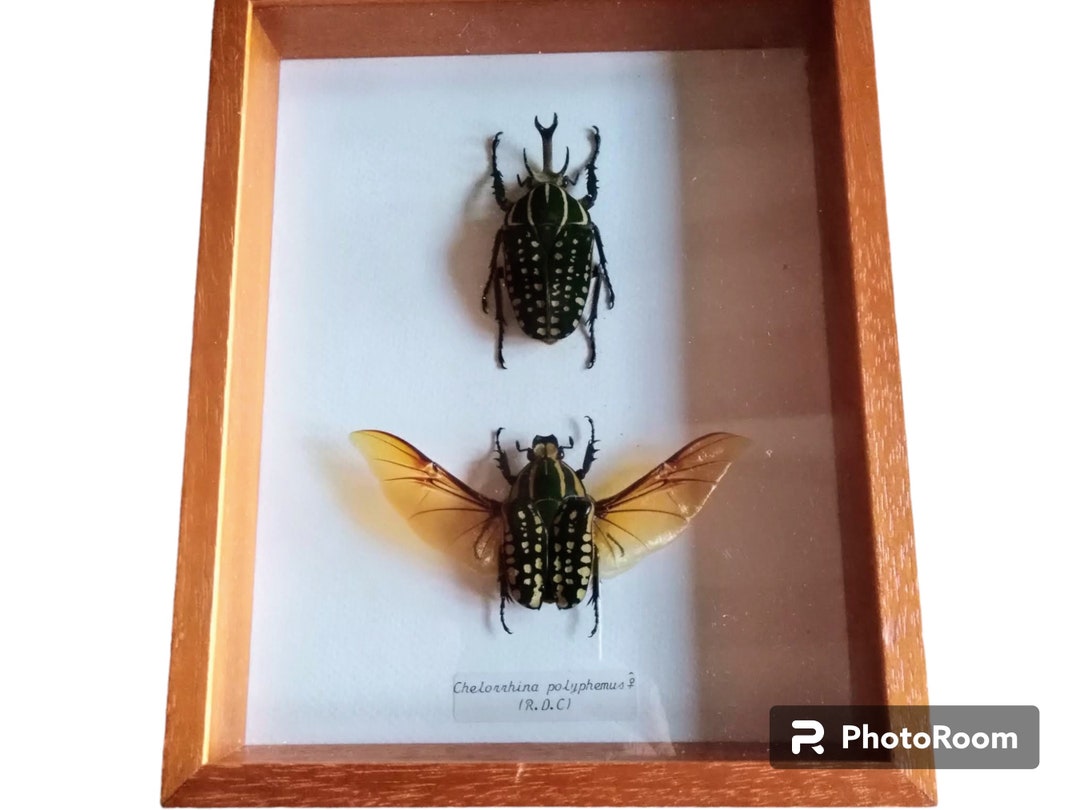 Chelorrhina Polyphemus Mounted Beetles Shadow Box - Etsy