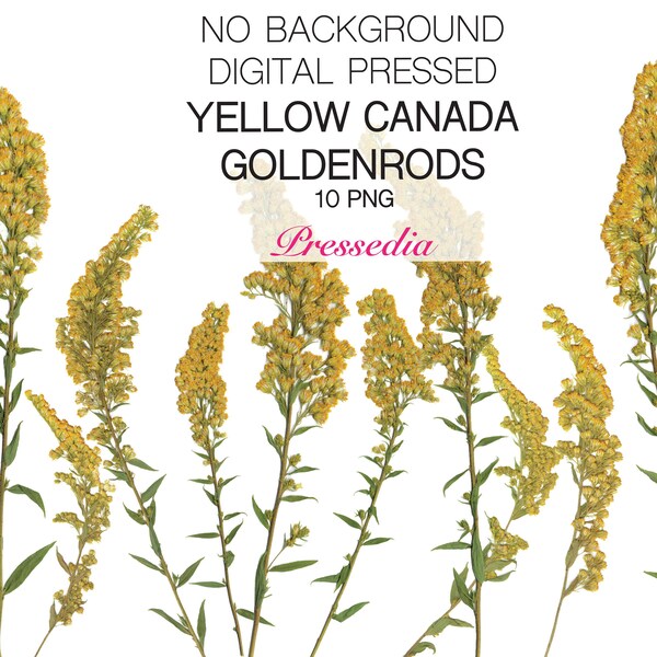 Goldenrod Flowers - Etsy