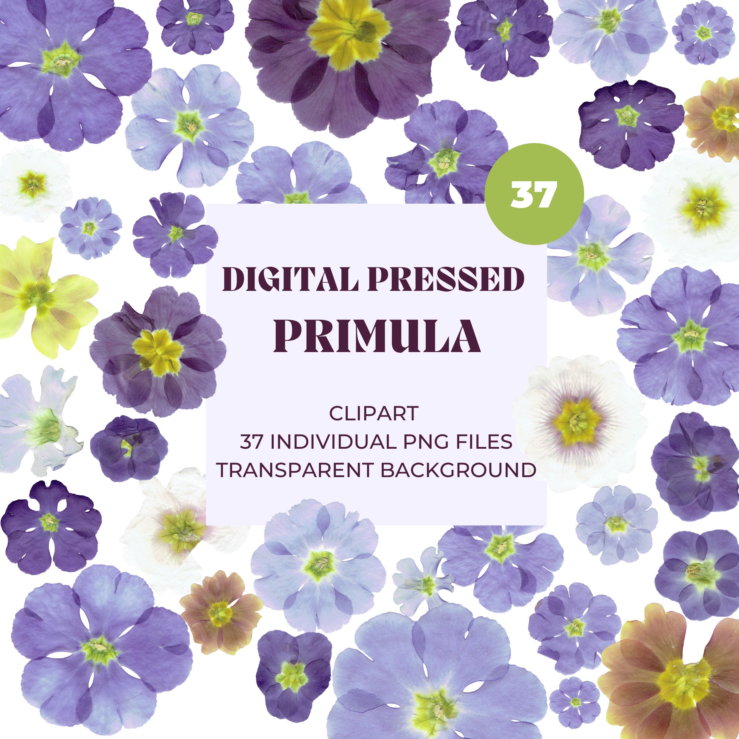 Violet Primrose Flower