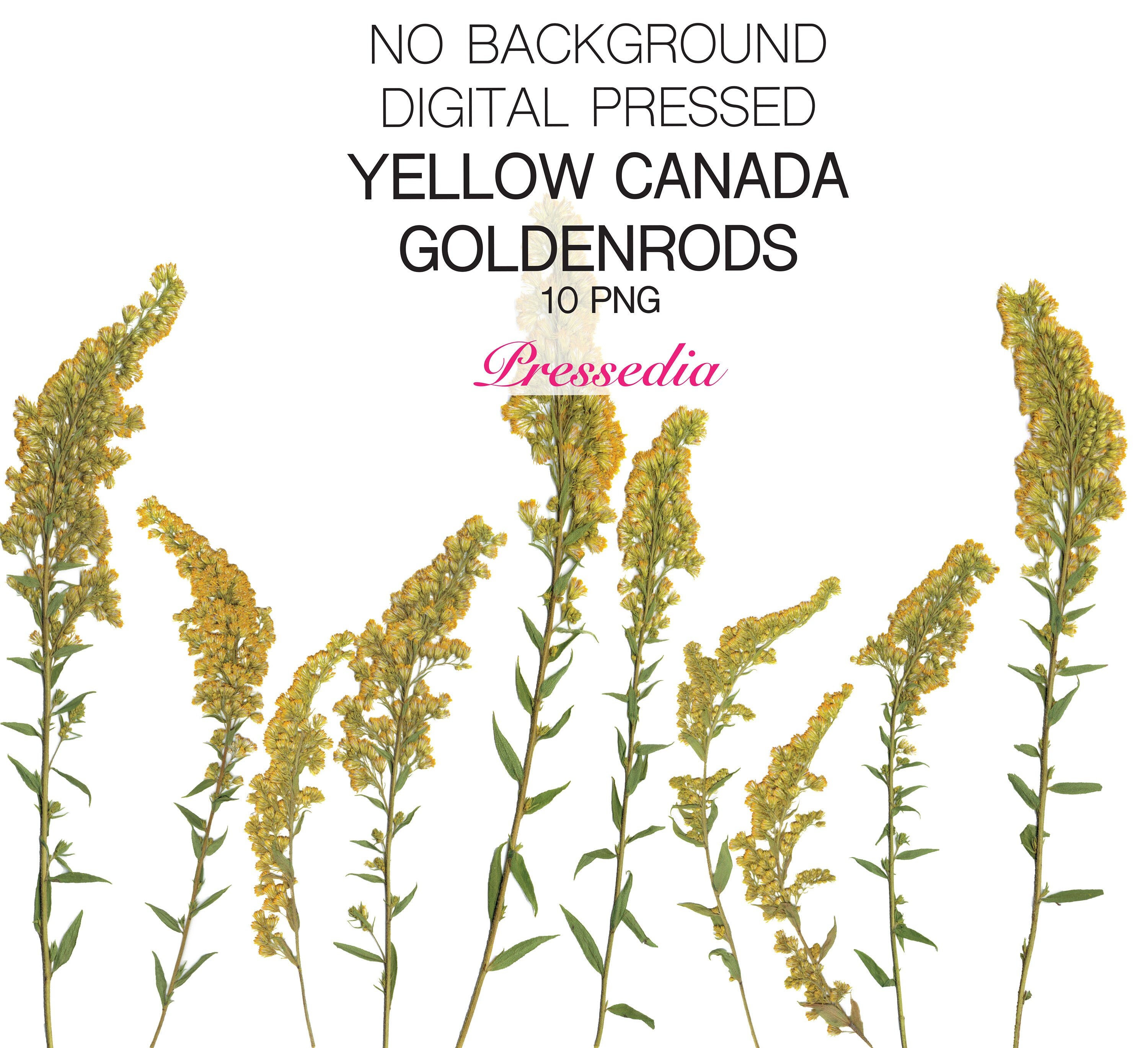 Goldenrod Flower Clipart